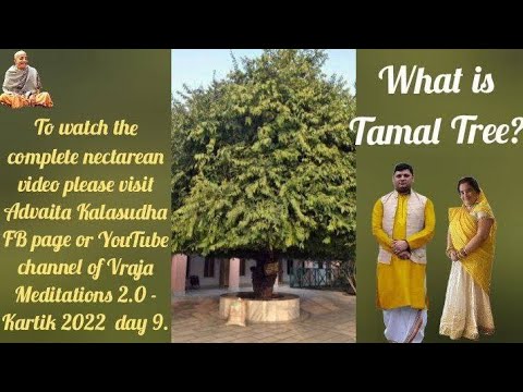 “What is Tamal Tree?” - YouTube
