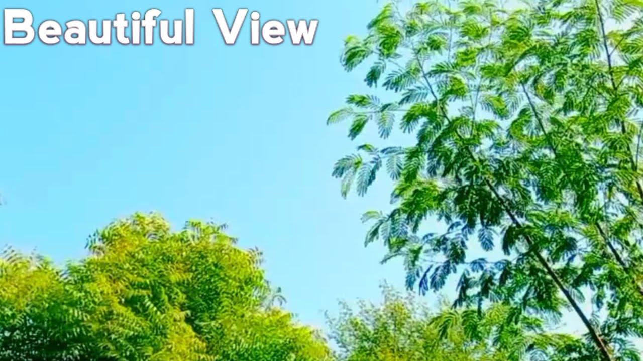 Beautiful View of Nature || Relaxing Video || Green NATURE View ...
