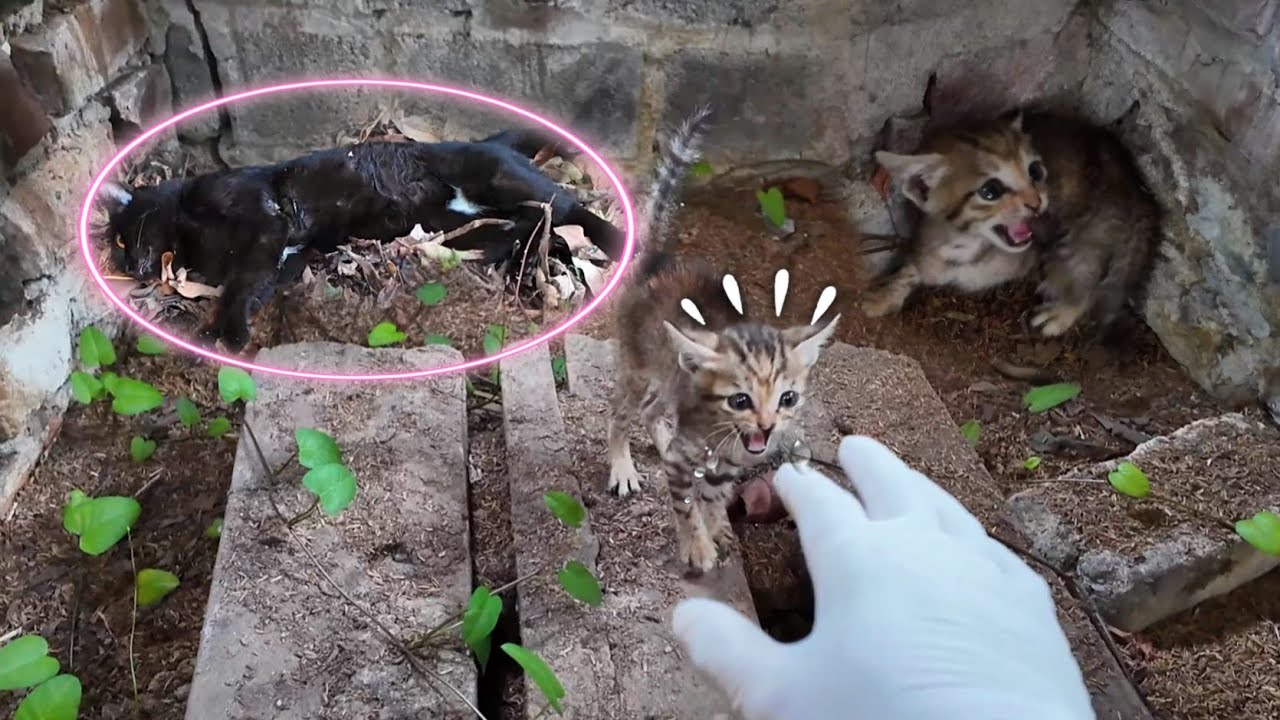 Mother Cat Ate Poison And Left Two Poor Kittens Behind | From Tragedy ...