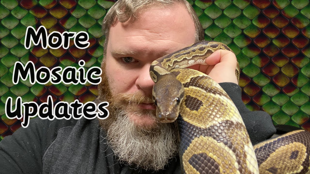 Reptile Army: Photo Mosaic Updates - YouTube