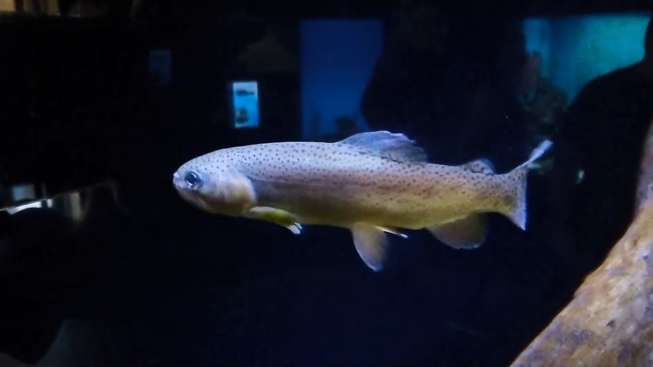 Apache Trout in an Aquarium - YouTube