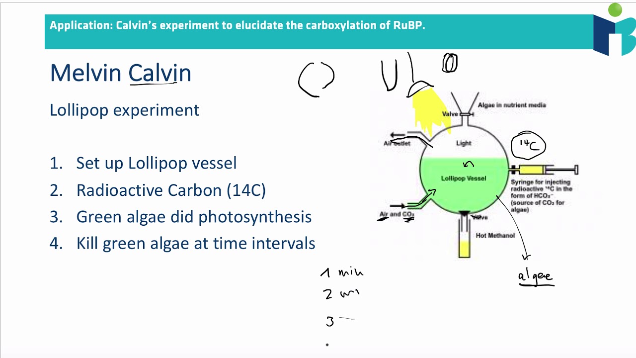 The Calvin Cycle (8.3.2 IB BIOLOGY HL) - YouTube