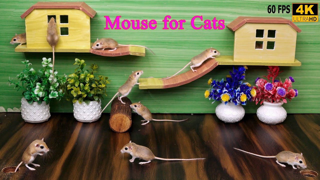 Ultimate Cat TV Games: Cat Videos for Cats to Watch Mouse | Mouse Hide ...