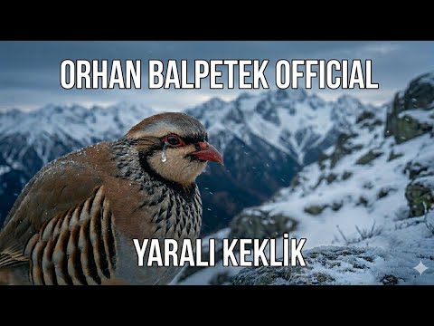 Yaralı Keklik, Wounded Partridge, حجل جريح, Perdiz Herida, Verwundetes Rebhuhn, Perdrix Blessée,  🎵🎶
