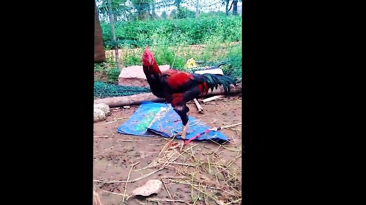 Beautiful Red Aseel Cross Rooster for Sale Aseel near Magadi in ...