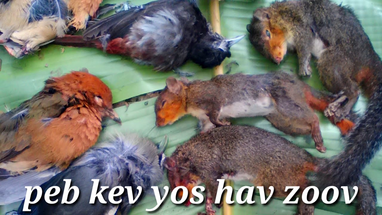 Yos hav zoov tua na tua noog - YouTube