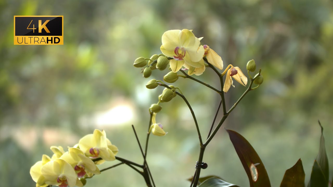 Calm & Relaxing Natural Beautiful Flower blooming Green Plant Landscape ...