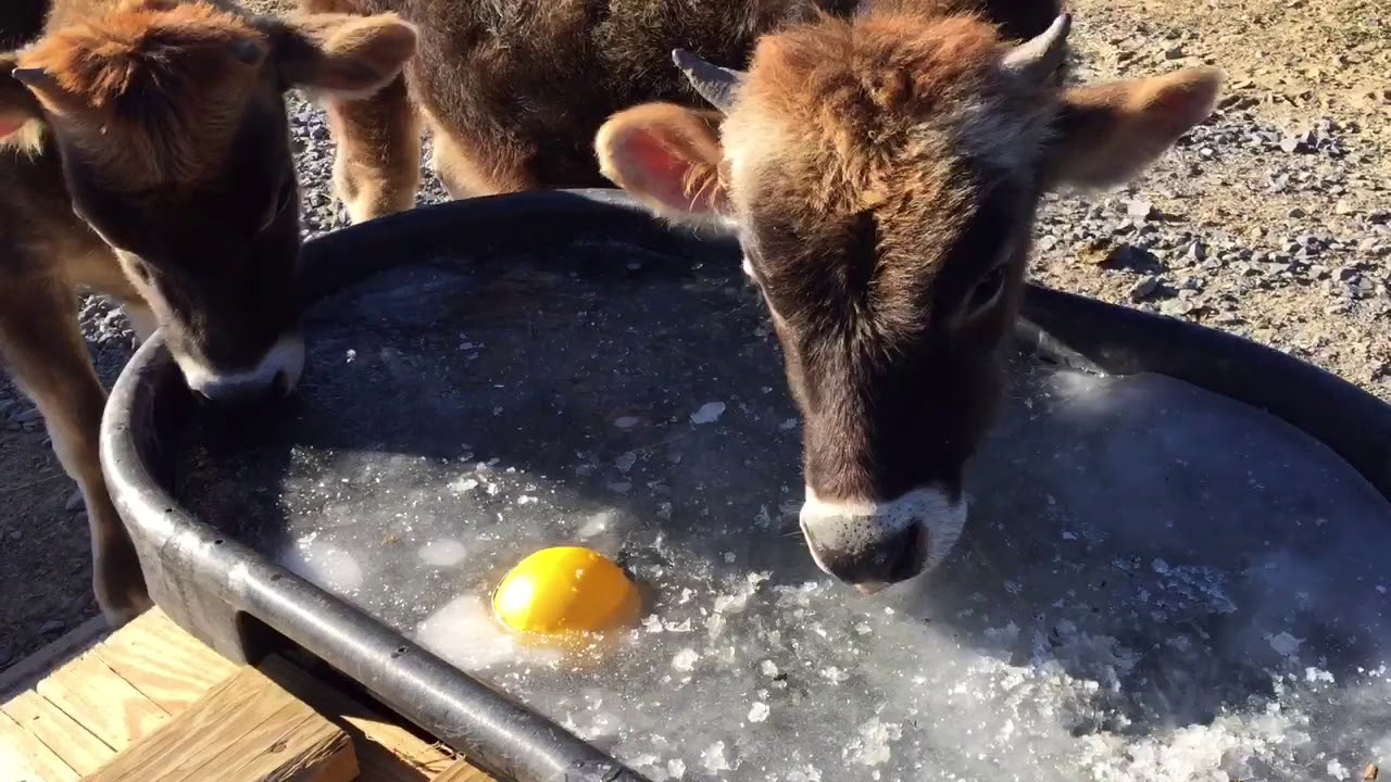 Frozen water troughs - YouTube