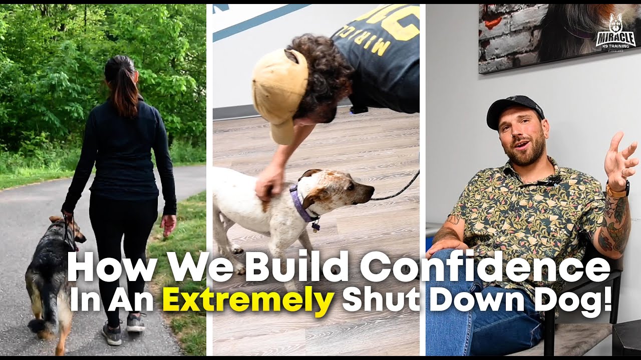 DogVlog 136: How We Build Confidence In An Extremely Shut Down Dog ...