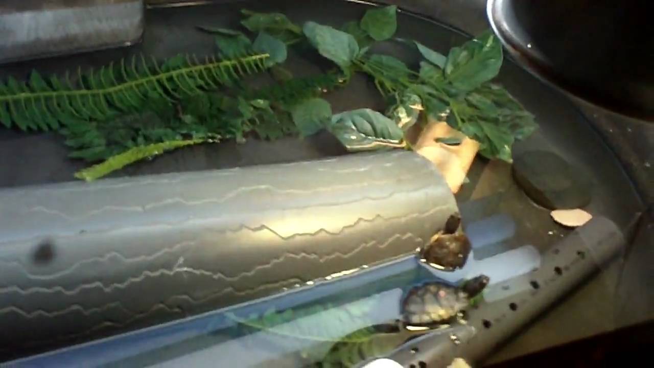 Turtles at portland zoo 10-3-09 - YouTube
