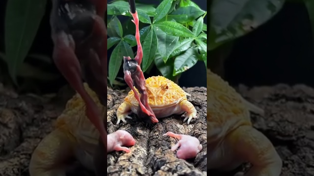 frog eat - pacman frog feeding! - YouTube