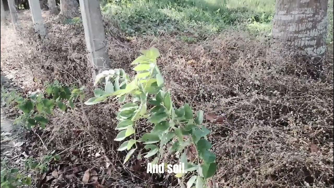 ADVOCACY CAMPAIGN (GRADE 9 PERFORMANCE TASK) - YouTube