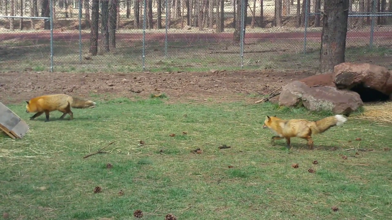 Red Foxes at Bearizona, AZ - YouTube