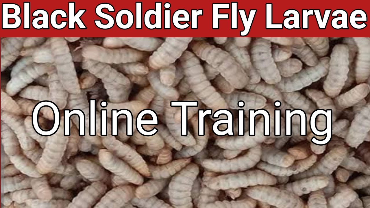 Black Soldier Fly[BSF] Farming Online Training [Hindi] || BSF Larvae ...