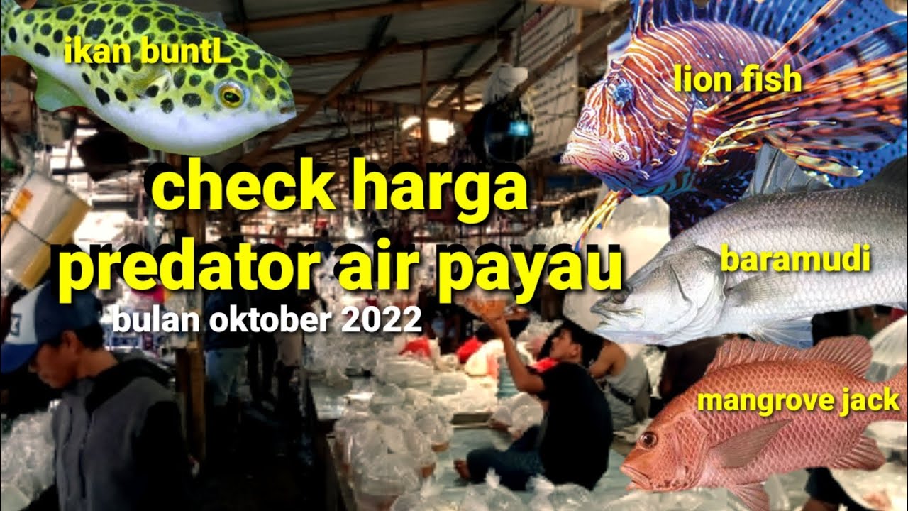 UPDATE || harga ikan hias predator air payau di pasar ikan hias parung ...