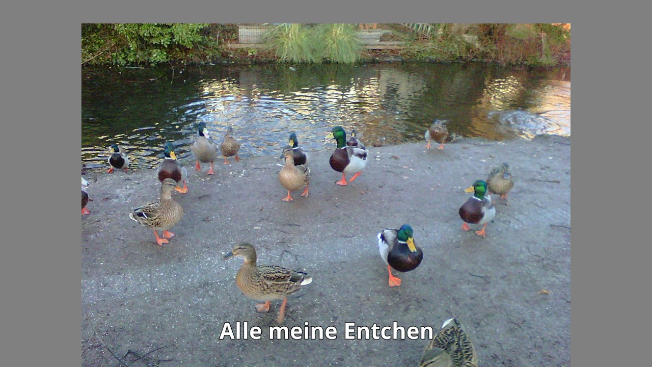 Alle meine Entchen (Kinderlied) - YouTube