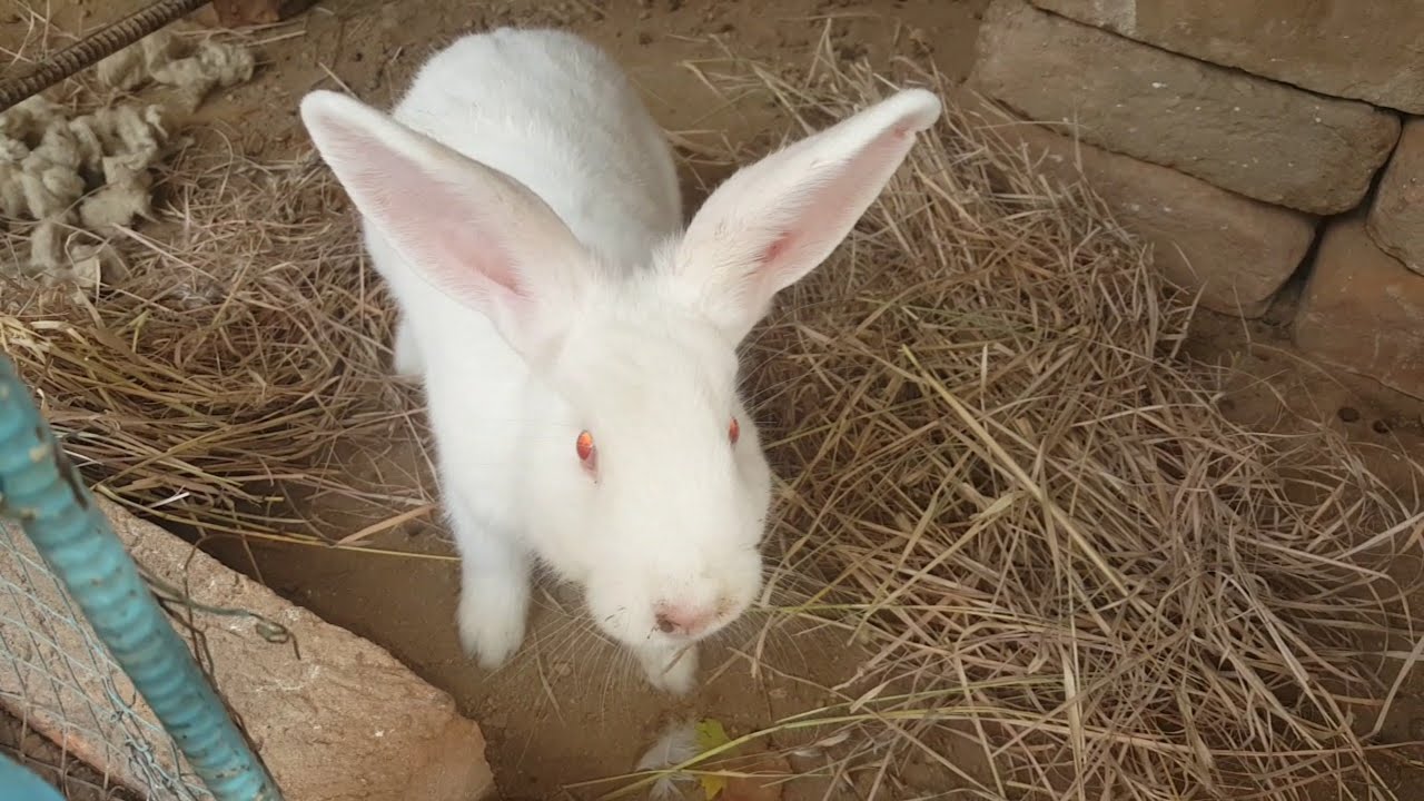 Newzealand white Ne Breed krdi | Newzealand White Rabbit Bunnies - YouTube