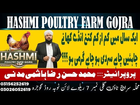 lohman brown hen's. HASHMI POULTRY FARM GOJRA DISTRICT TOBA - YouTube