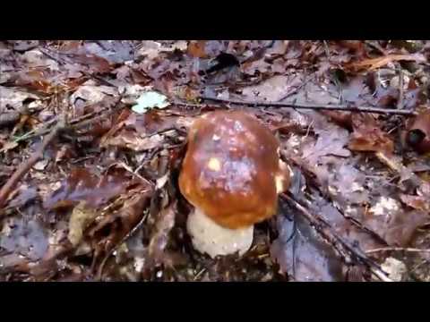 Grzyby 2017 Prawdziwki+podgrzybki 6Września - YouTube