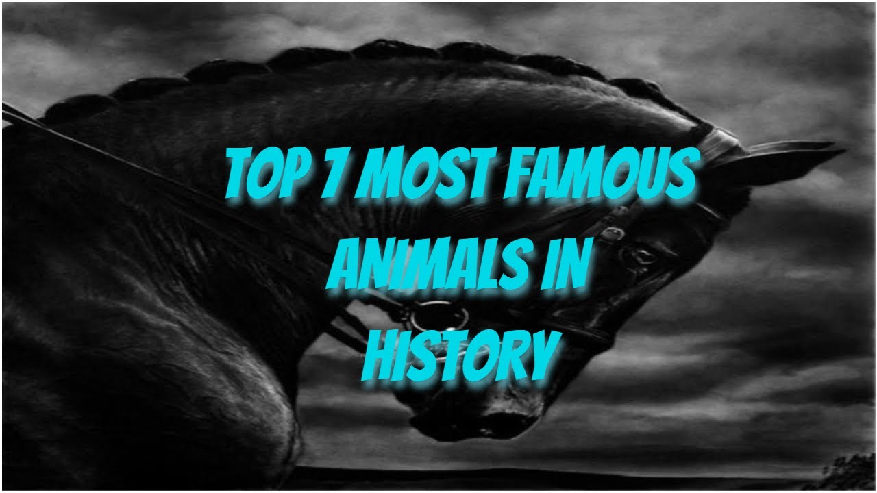 TOP 7 Most Famous Animals in History | Chicken Tick-ah? - YouTube