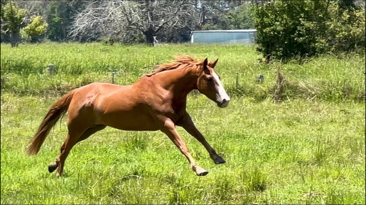Wild Horse : Excited Horses Having a Ball | LaraCCHorsemanship - YouTube