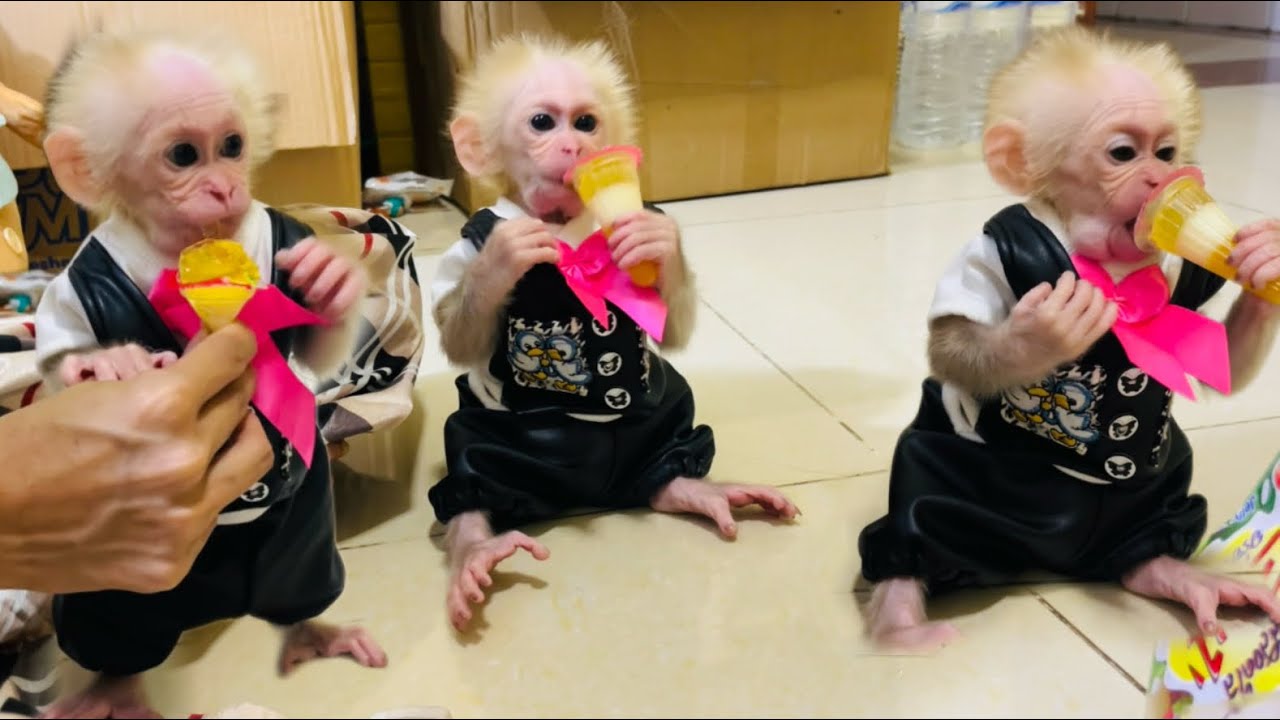 My Cute Doro monkey tiny Sit and eating the Jelly, Comfy - YouTube