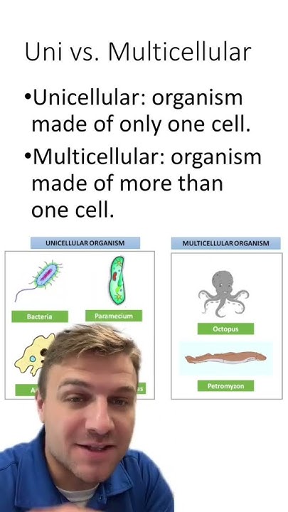 Unicellular vs. Multicellular Organisms - YouTube