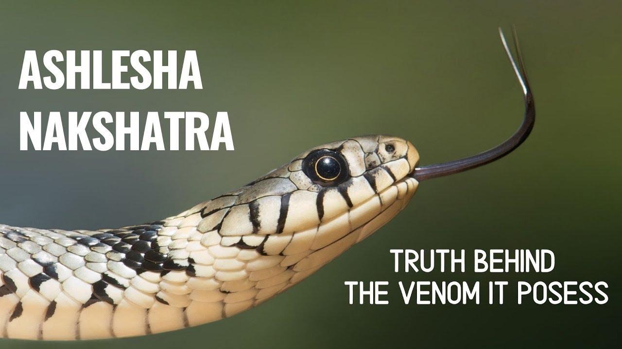 ASHLESHA NAKSHATRA - INTRODUCTION (DEITY, SYMBOL, FUNCTIONING) - YouTube