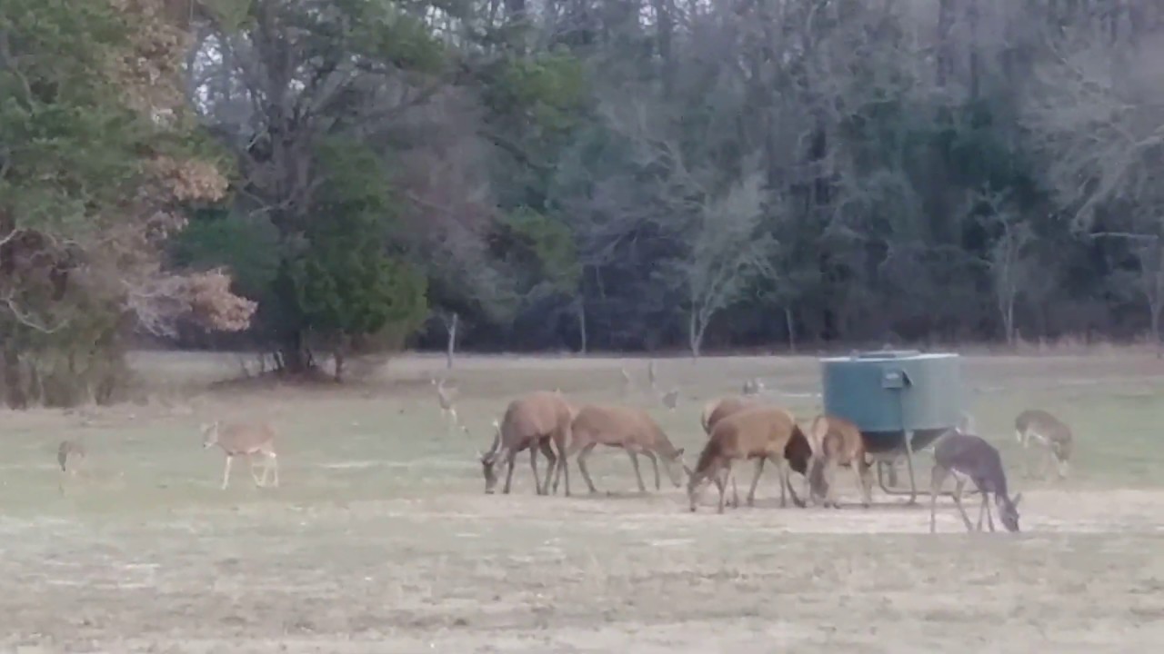 Deer Farm - Pittsburgh Texas - YouTube