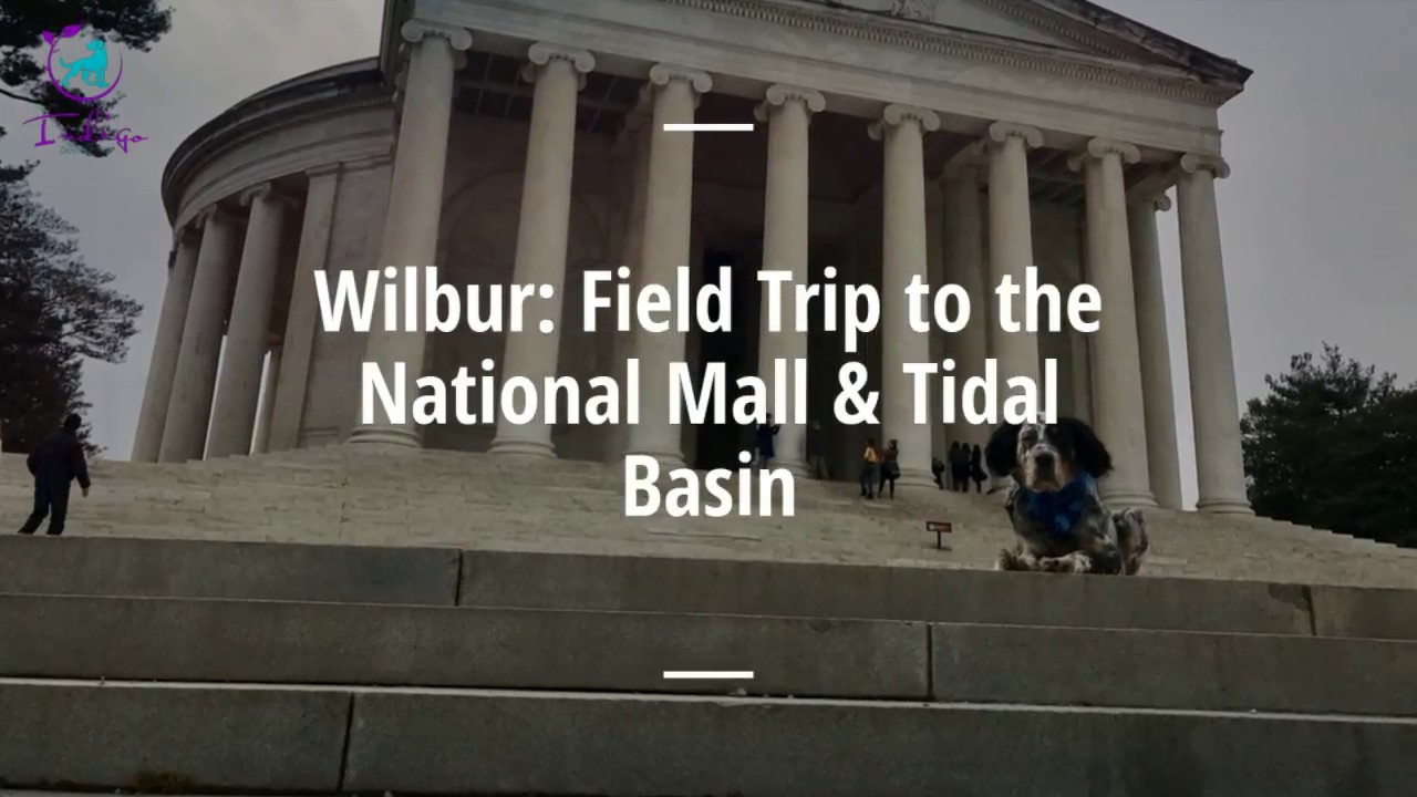 Wilbur: Field Trip to the National Mall & Tidal Basin - YouTube