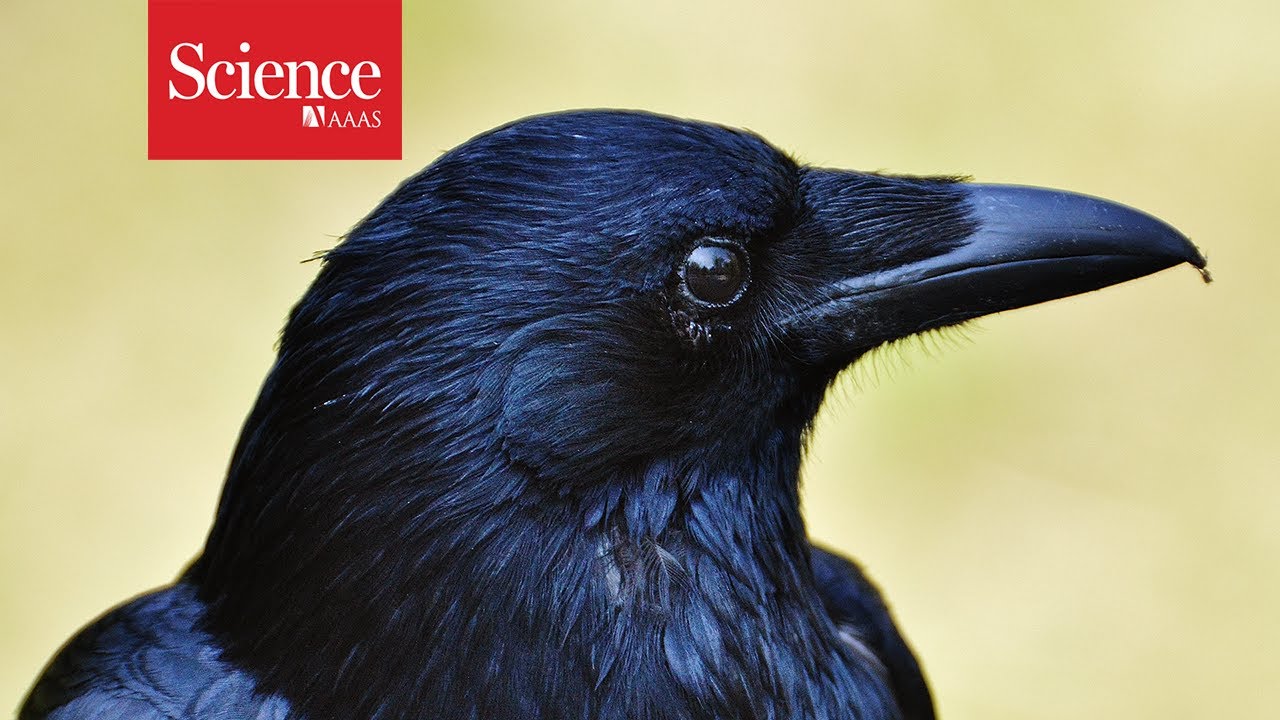 Why bird brains are more brilliant than anyone suspected - YouTube