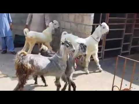 nachi 4 goats white & black - YouTube