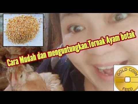 Menternak Ayam Botak Leher ||Jimat||Untung dan Efektif - YouTube