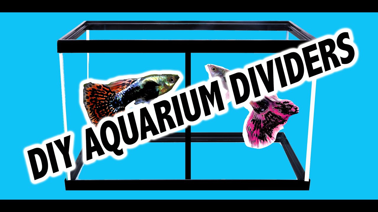 HOW TO DIY AQUARIUM DIVIDER For Any Size Fish Tank YouTube how-to-diy-aquarium-divider-for-any-size-fish-tank-youtube