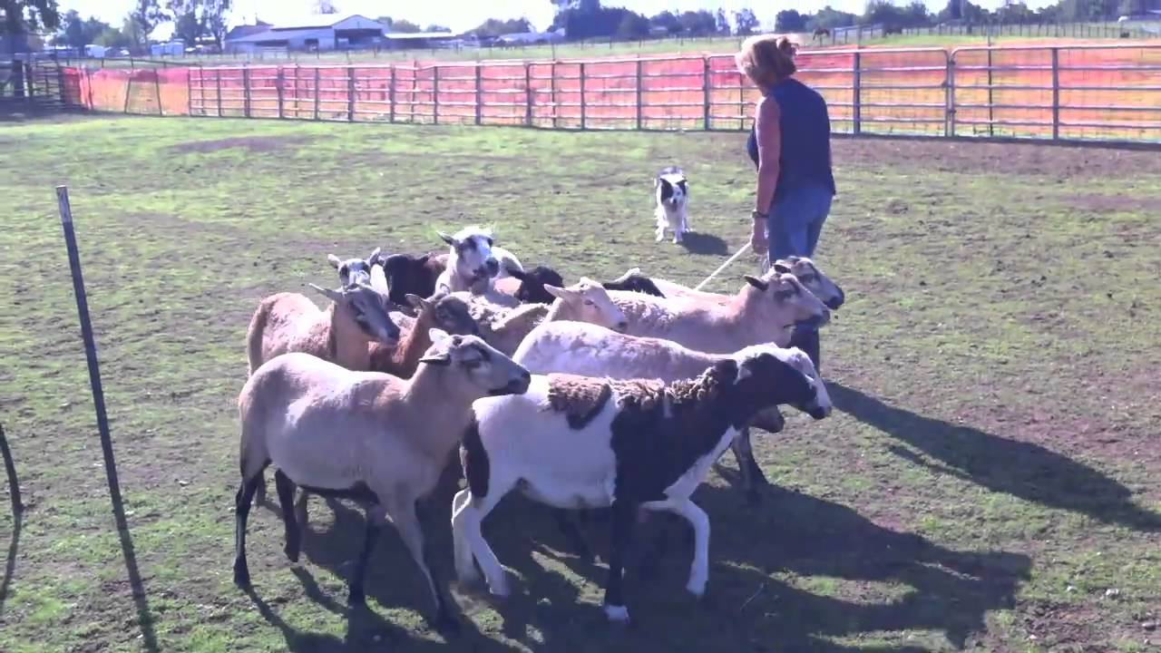 Arthur the King Charles Cavalier Hearding sheep???? - YouTube