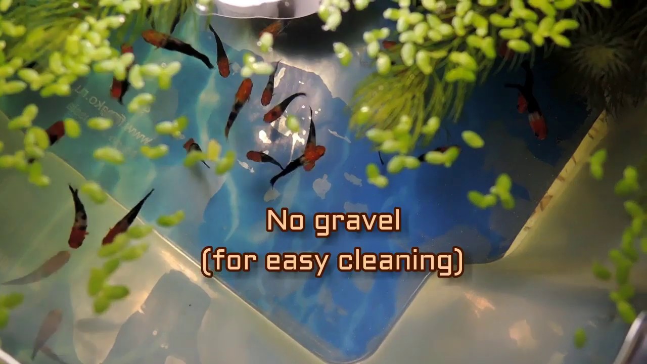 How to set up a fry tank (a mini container pond) - YouTube