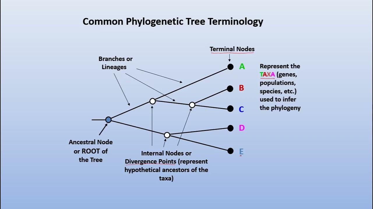 Phylogeny 1 Basic terminologies - YouTube