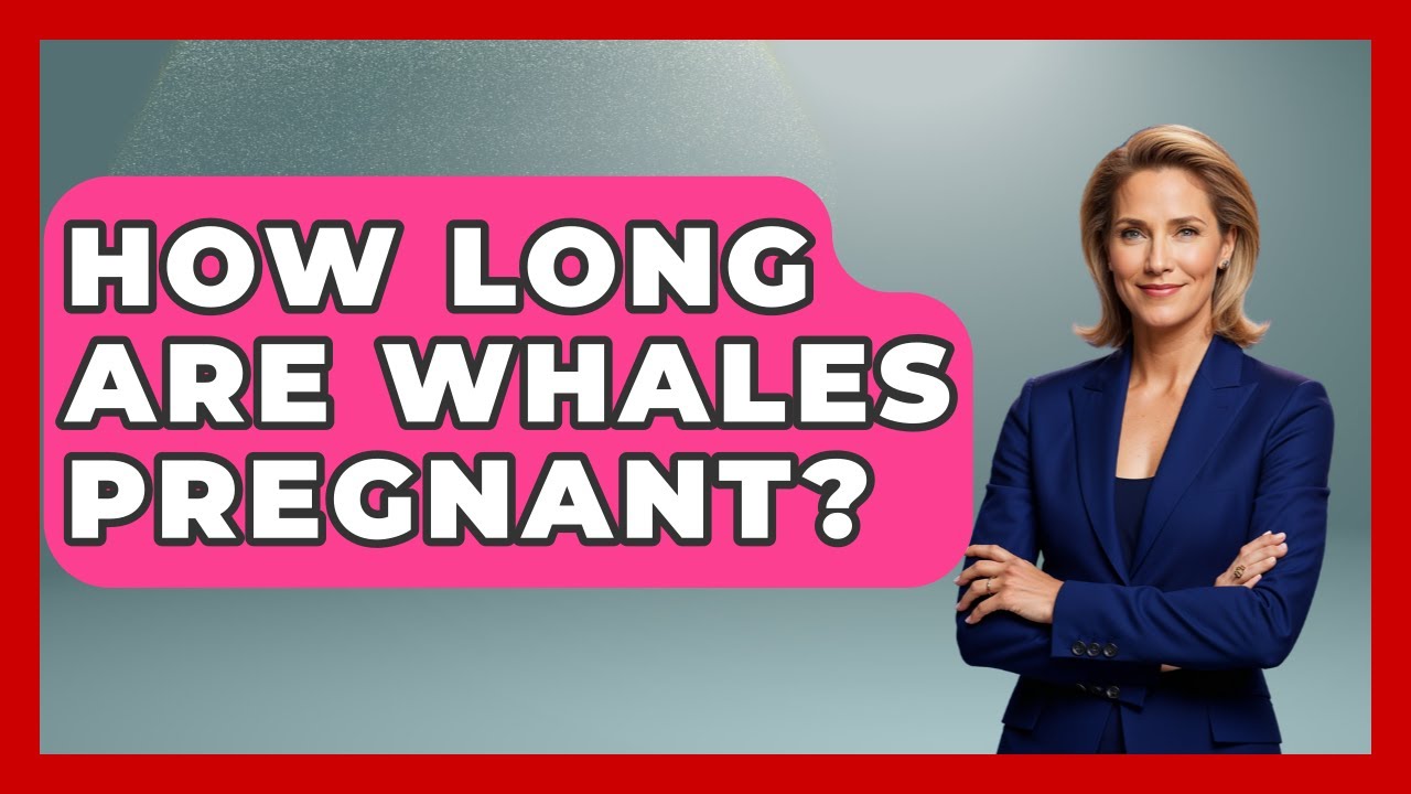 How Long Are Whales Pregnant? - The Marine Life Explorer - YouTube