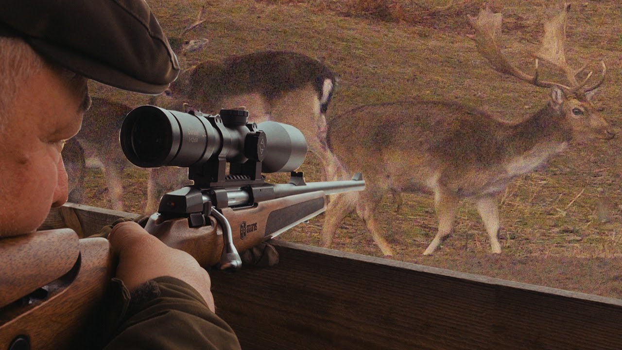 BULGARİSTAN ALAGEYİK AVI Fallow Deer Bulgaria Balkan av hunting - YouTube