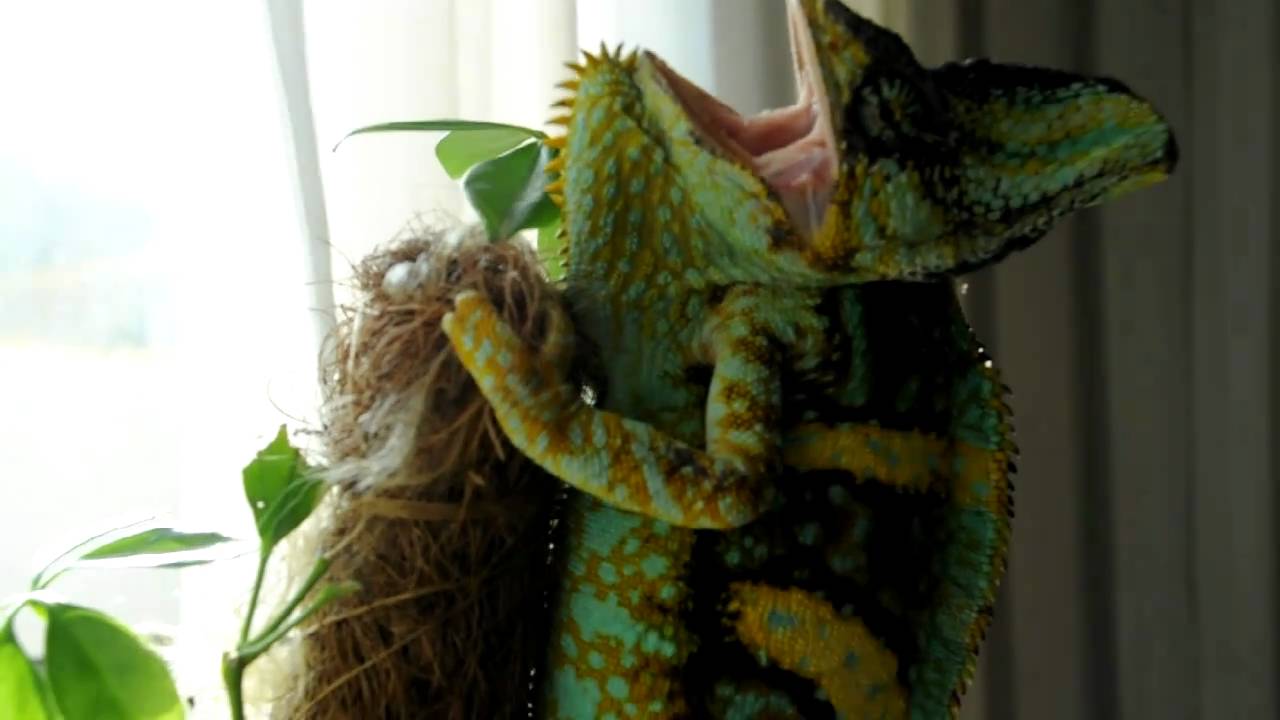 Heavy angry chameleon - YouTube