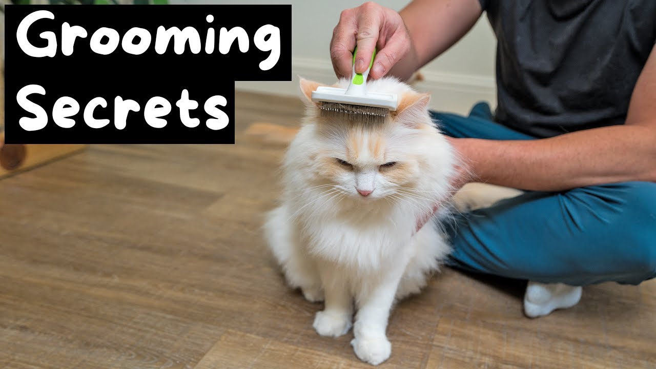 How to Groom your Ragdoll Cat in 6 Easy Steps | The Cat Butler - YouTube