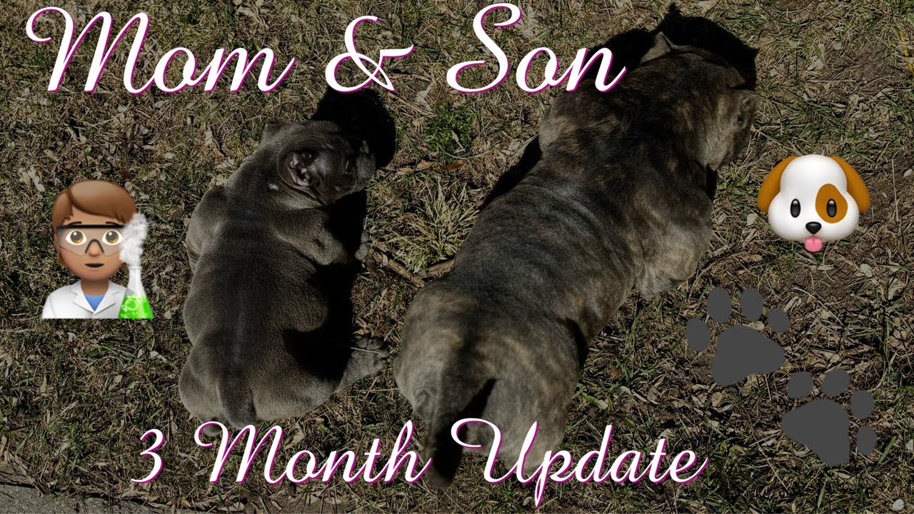 Dex & Sehki 3 Month Puppy Update - YouTube