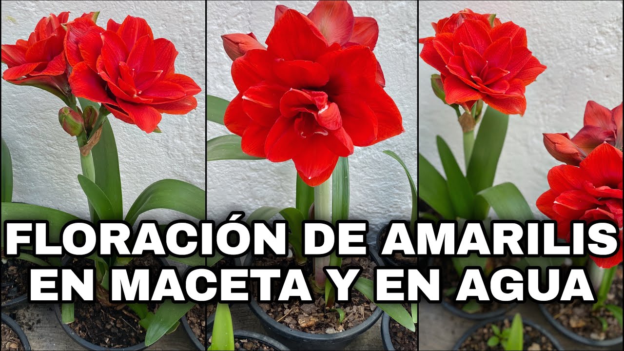 FLORACIÓN De AMARILIS, LIRIOS O AZUCENAS EN AGUA!! (Hippeastrum ...