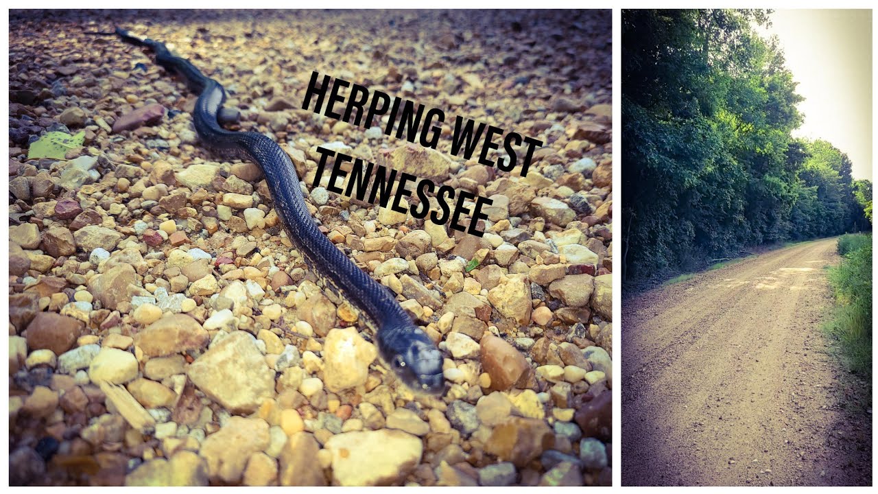 Black Rat Snake In West Tennessee - YouTube