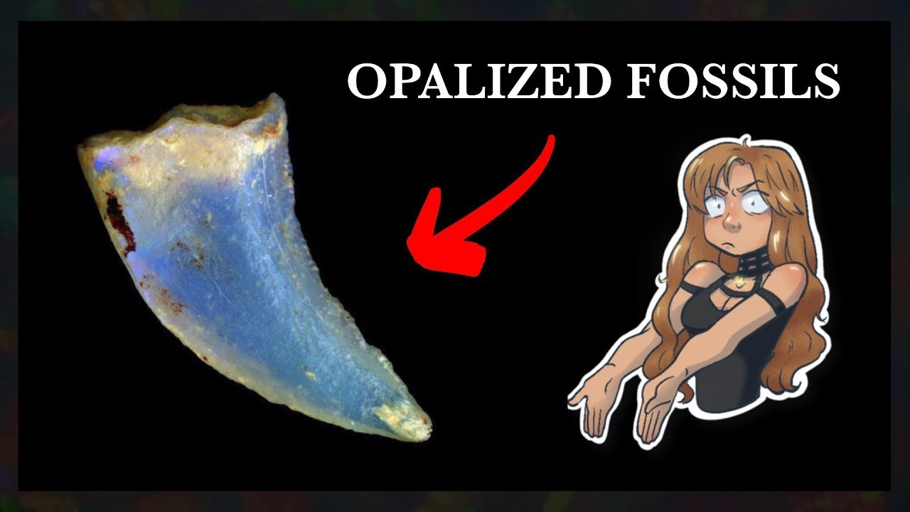 Fancy Fossils - YouTube