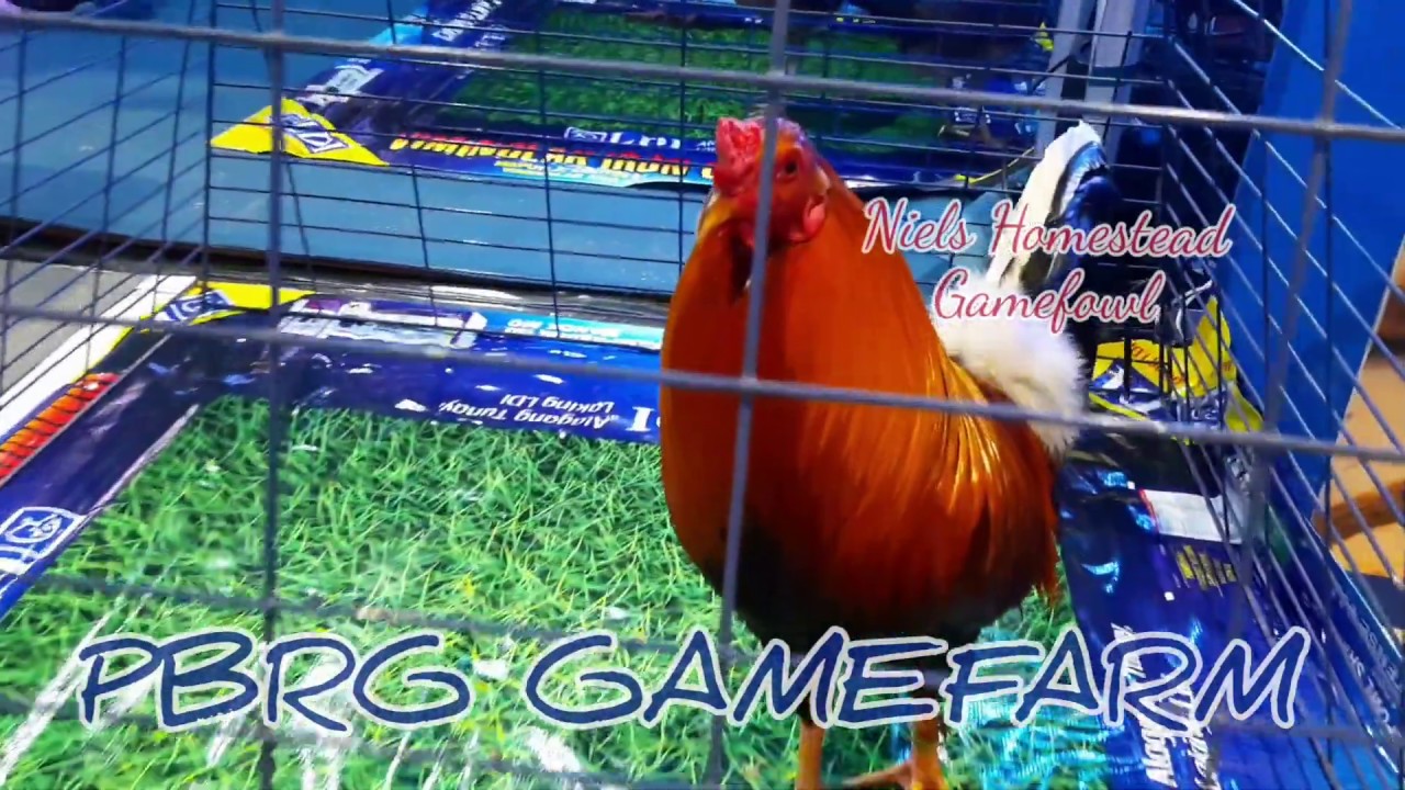 World Gamefowl Expo 2020 PBRG GAMEFARM GOLD QUEST CHAMPION GAMEFARM ...
