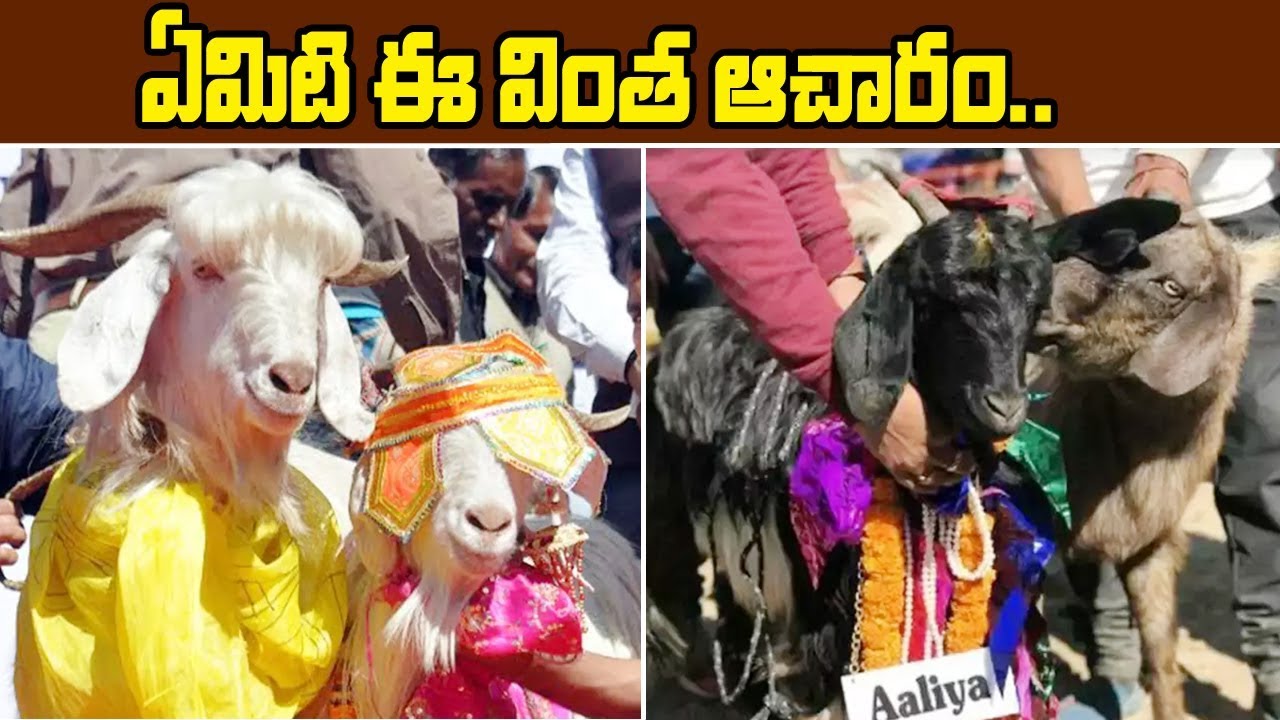 ఏమిటి ఈ వింత ఆచారం | Goats Marriage Tradition In Visakhapatnam | The ...