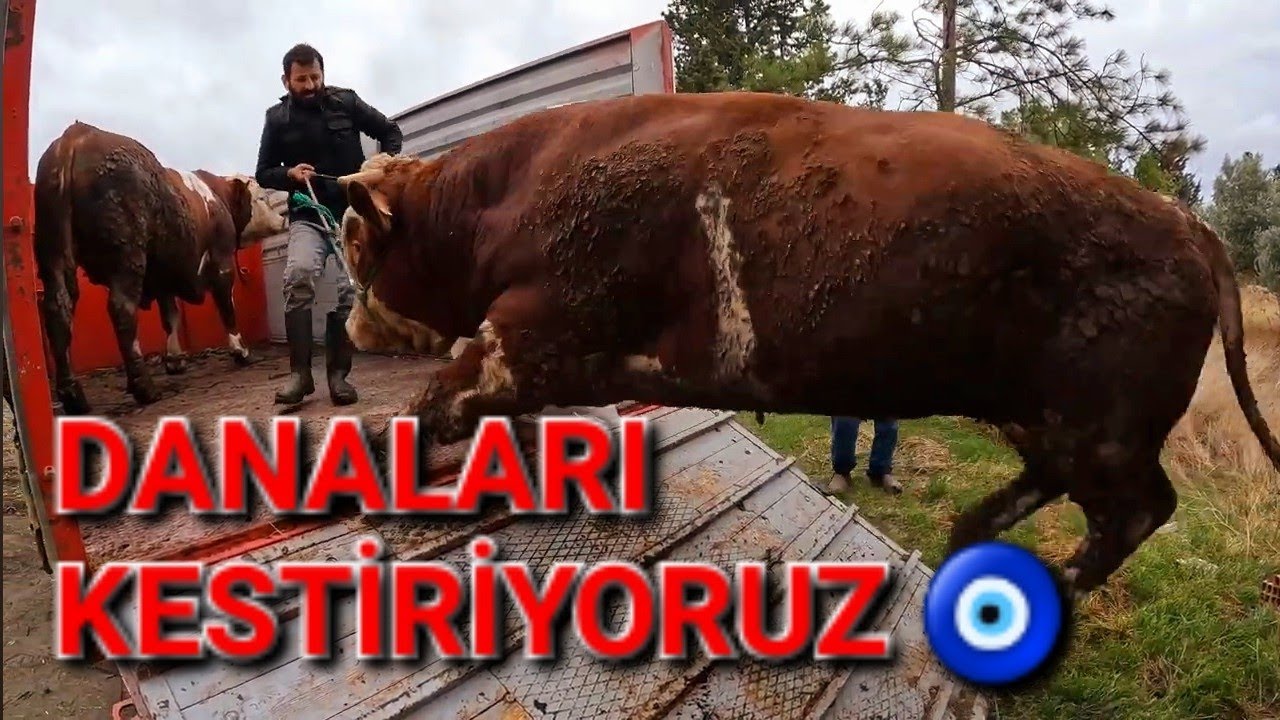 DANALARI KESTİRDİK 🧿 ARKADAŞA YULAF OTU ALDIK & @CengizÇaylı #rotayem # ...