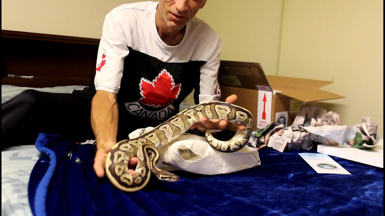 Jonzin4Reptiles Unboxing video #2 My Proven Breeder Male Mojave Ball ...