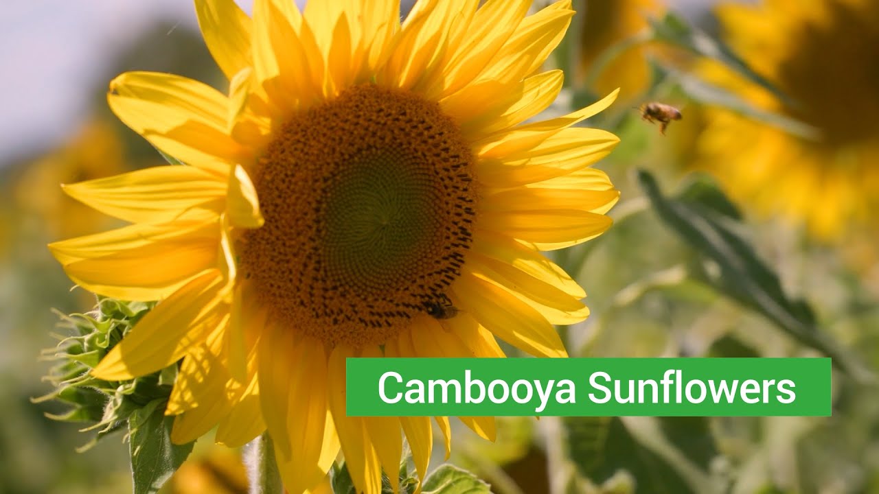 Cambooya Sunflowers // Toowoomba Region - YouTube